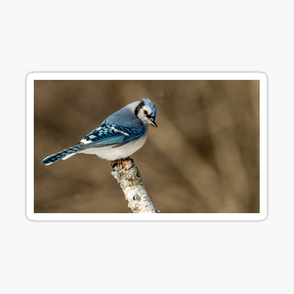 "Blue Jay" Sticker by jaydee1400 | Redbubble