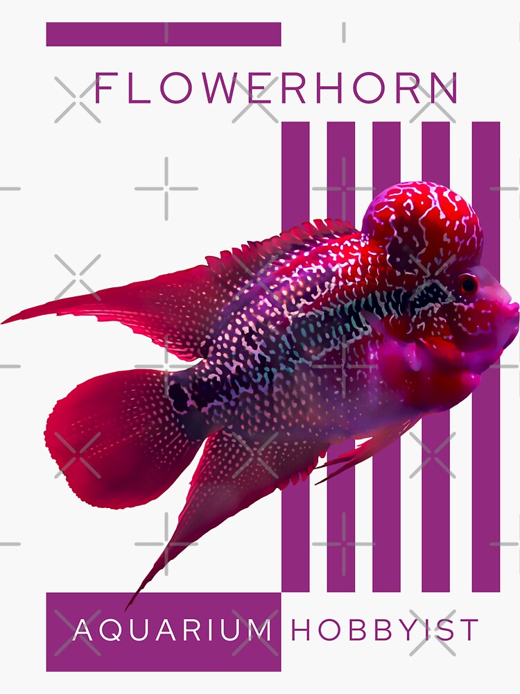 "Flowerhorn" Sticker for Sale by GFishy | Redbubble