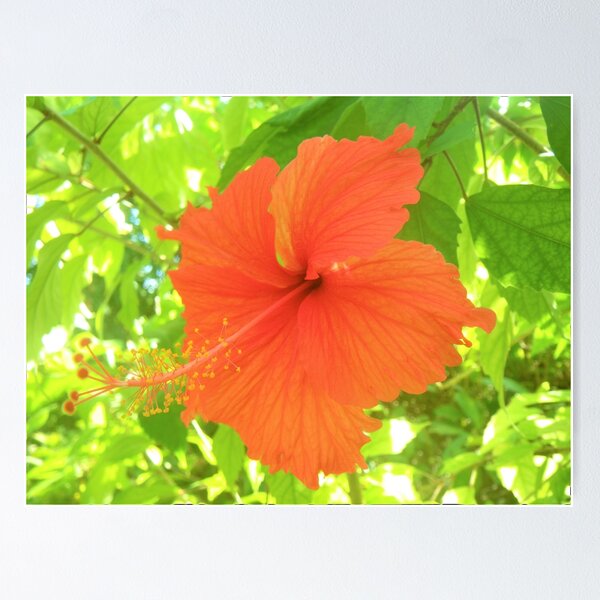 "Red Hibiscus" Poster for Sale by twotwoart | Redbubble