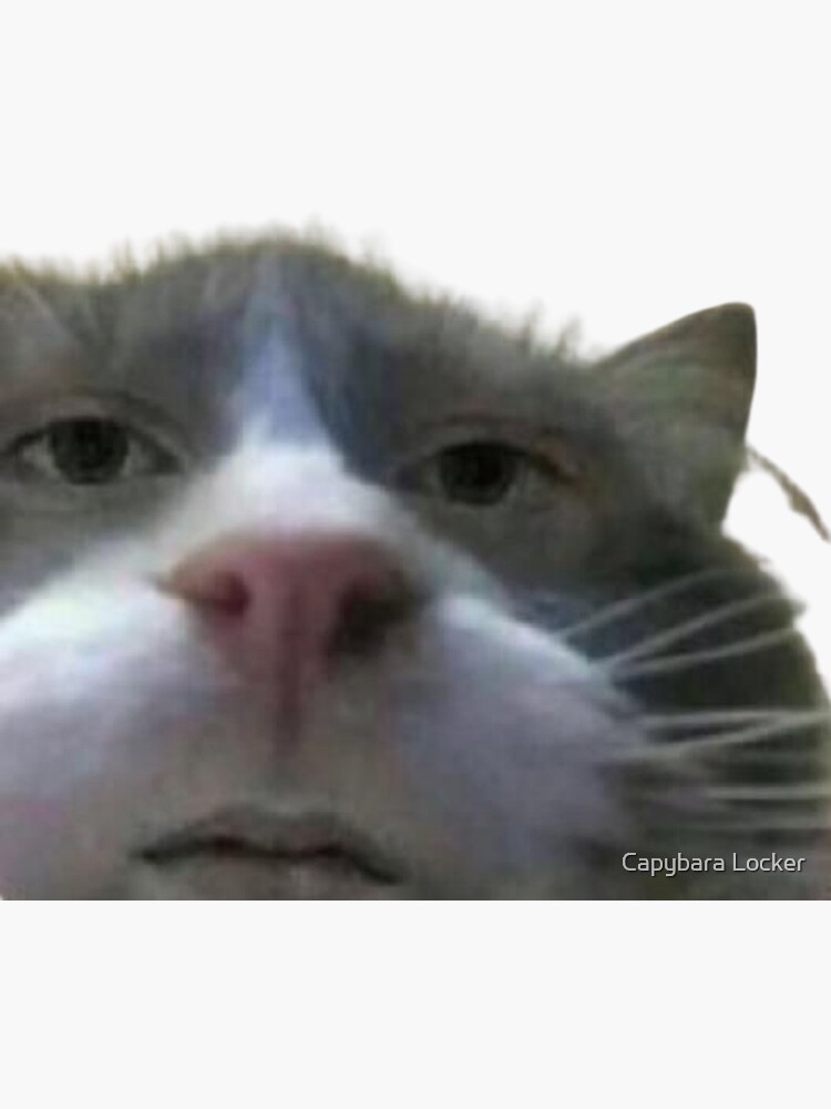 "cursed cat meme" Sticker by 7Jarviss | Redbubble