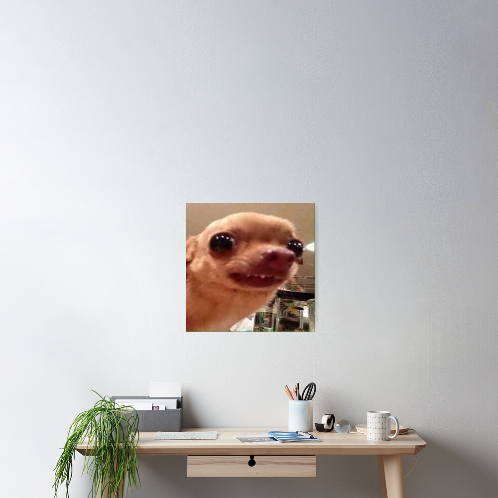 "Cute little Chihuahua meme" Photographic Print by los-memes | Redbubble