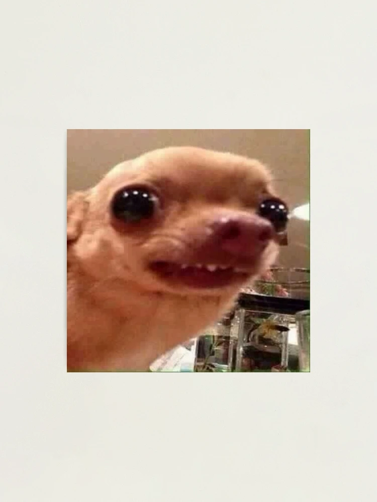Chiguagua Memes 🇲🇽Mexican Memes🇲🇽 Auf X: „😂🤣