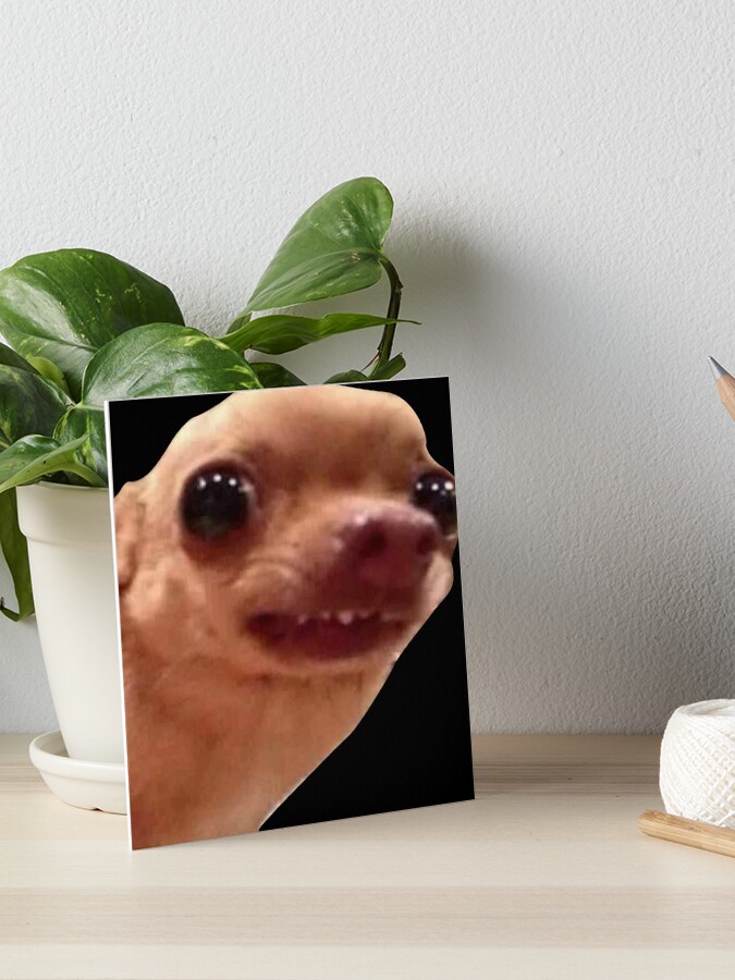 "Cute little Chihuahua meme" Art Board Print by los-memes | Redbubble