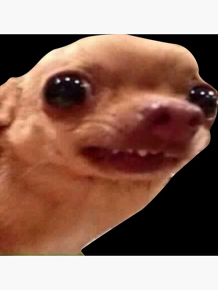 "Cute little Chihuahua meme" Poster by los-memes | Redbubble