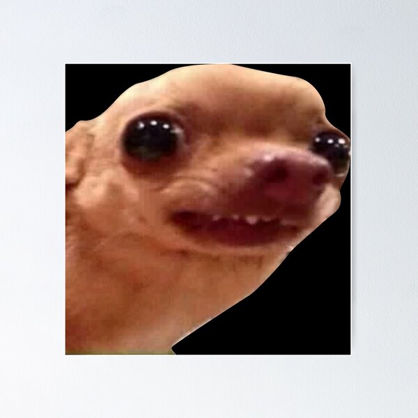 "Cute little Chihuahua meme" Poster by los-memes | Redbubble