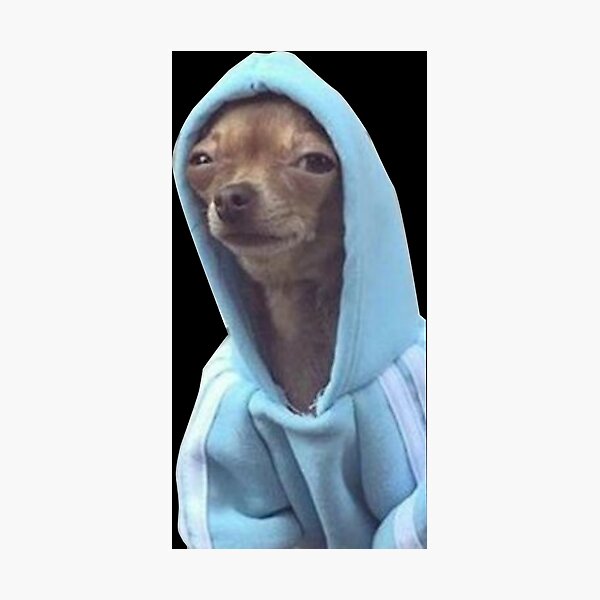 "Tired cute dog meme" Photographic Print by los-memes | Redbubble