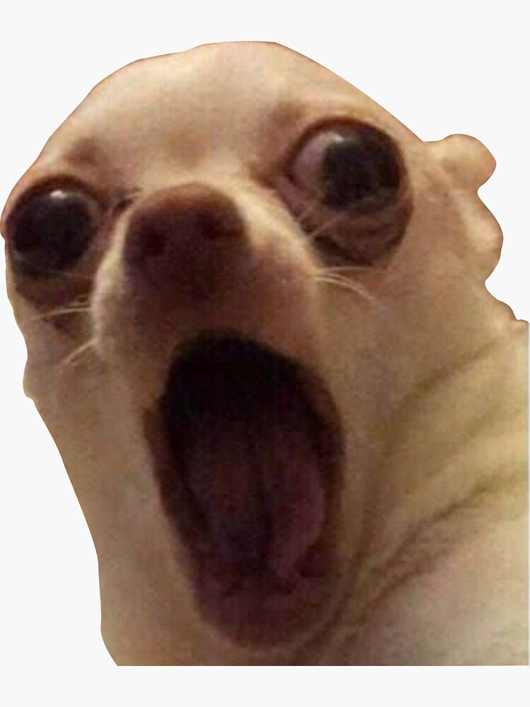 "Suprised dog meme" Sticker by los-memes | Redbubble