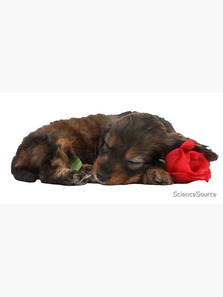 "English Cockapoo Puppy Sleeping with a Red Rose, Valentine's" Poster ...
