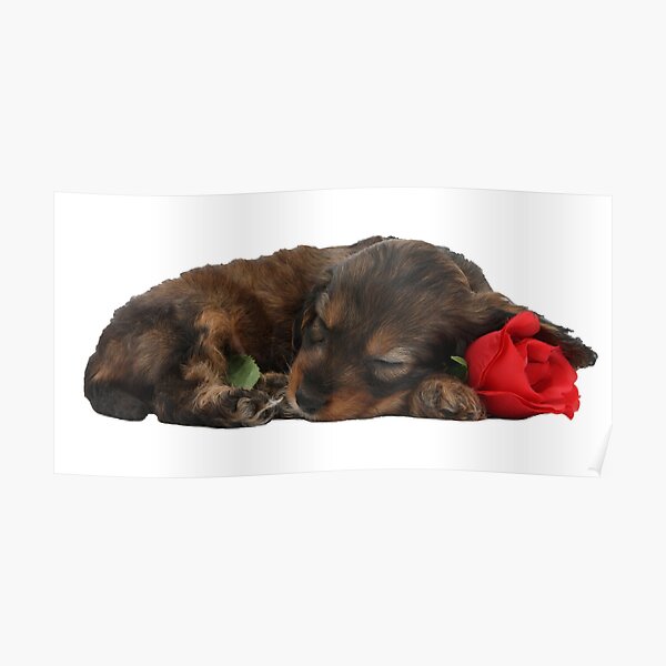 "English Cockapoo Puppy Sleeping with a Red Rose, Valentine's" Poster ...
