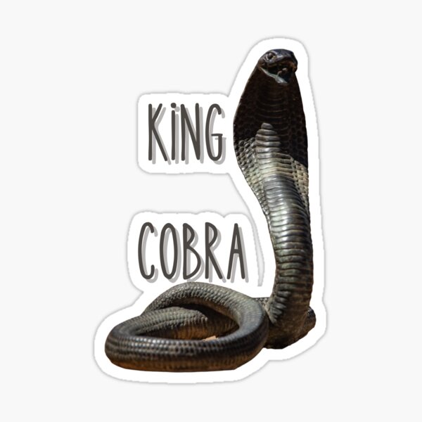 "king cobra " Sticker for Sale by kaoutarBoumalek | Redbubble