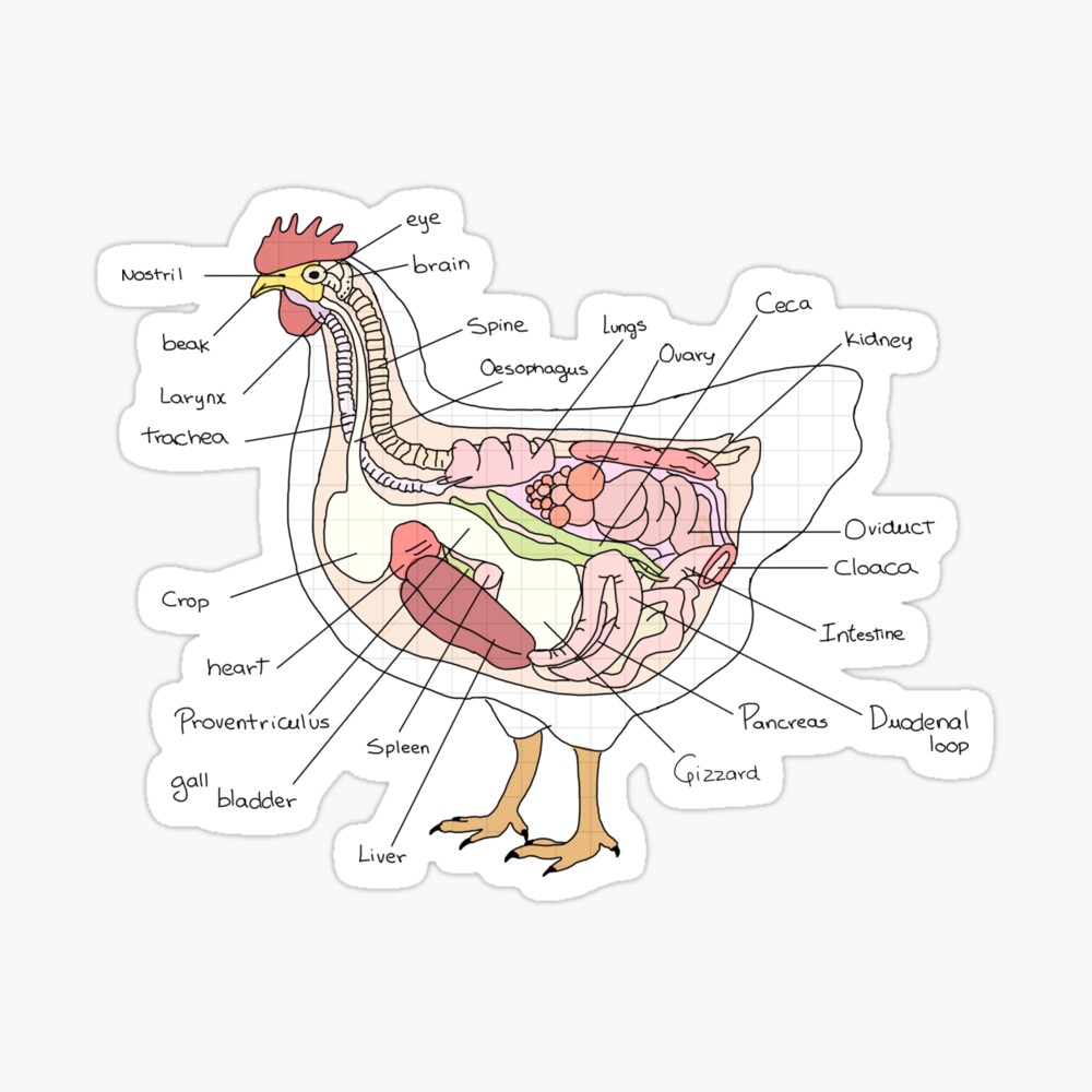 Chicken Internal Anatomy