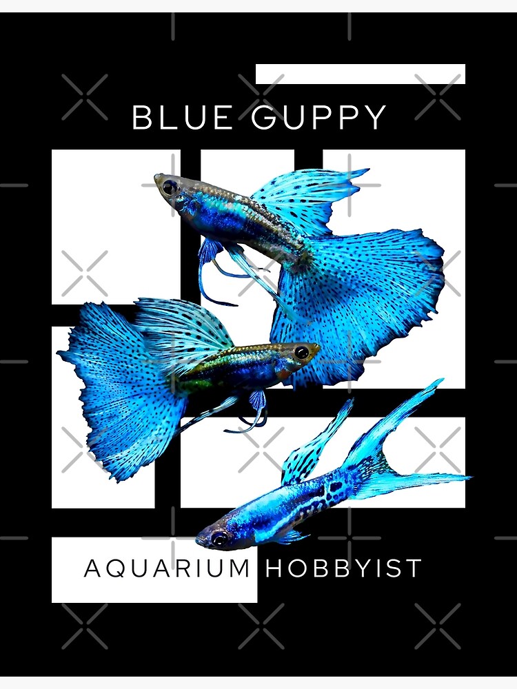 Blue Guppy Dark Theme Premium Matte Vertical Poster sold by Cristina ...
