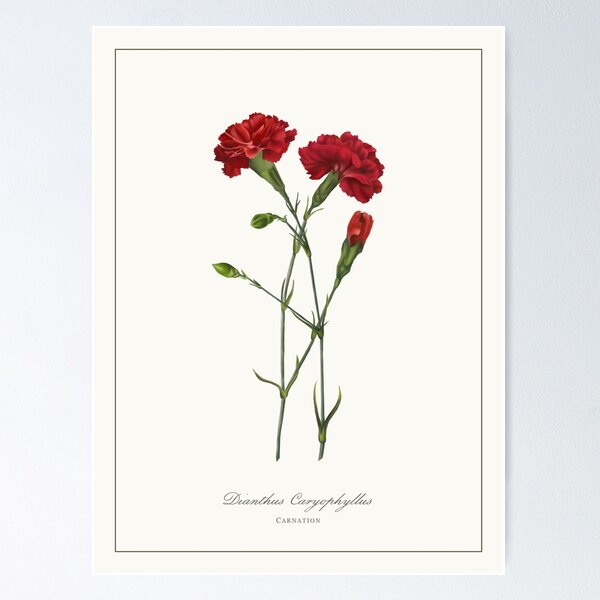 "Red Carnation Watercolour Botanical" Poster for Sale by Geo Gia ...