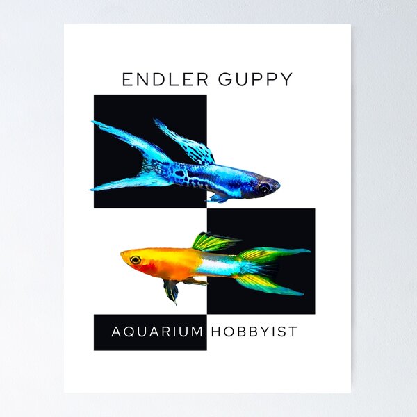 "Endler Guppy" Poster for Sale by GFishy | Redbubble