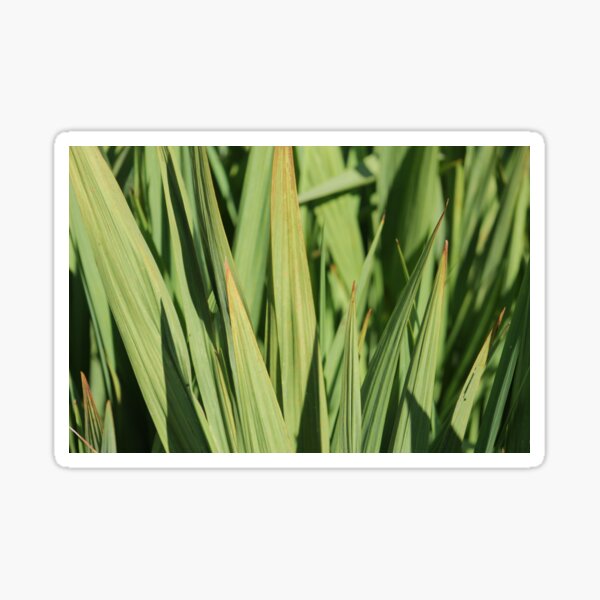 "Tall Green Grass " Sticker for Sale by merciabylia | Redbubble