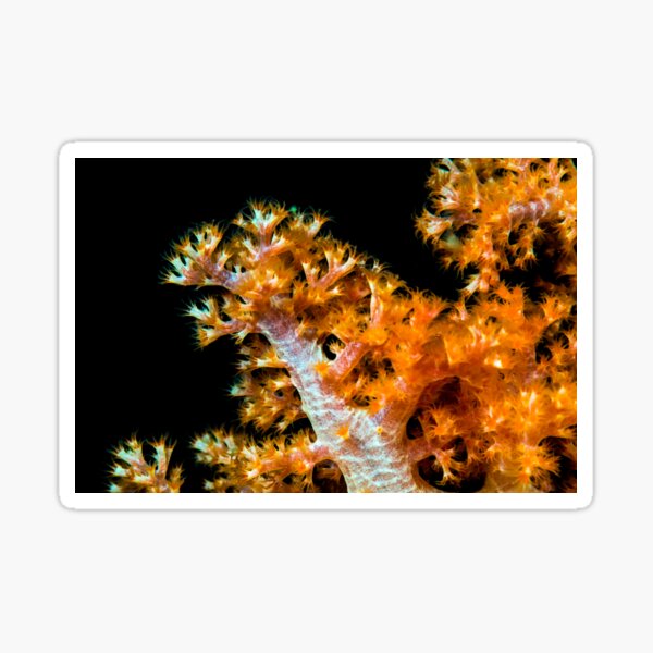 "tree shape soft coral" Sticker for Sale by tank200bar | Redbubble