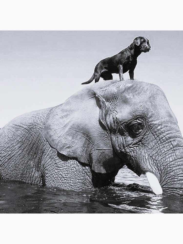 "Elephant rescue the dog" Poster for Sale by NishitaraArts | Redbubble