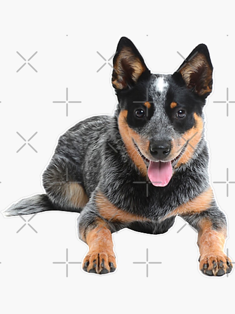 "Blue Heeler" Sticker by yooKabb | Redbubble