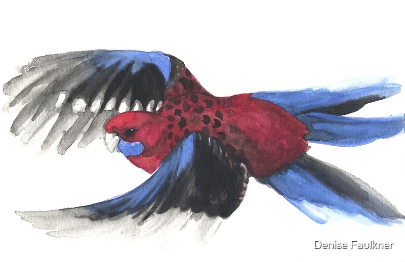 "Crimson Rosella in Flight" by Denise Faulkner | Redbubble
