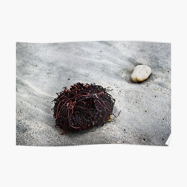 "Seaweed Roots" Poster by hlehnerer | Redbubble