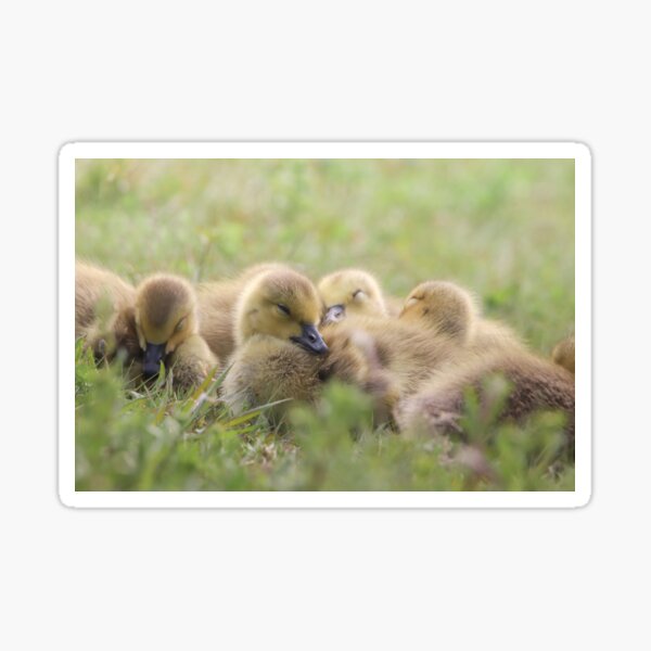 "Sleeping little goslings" Sticker by MargrietV | Redbubble