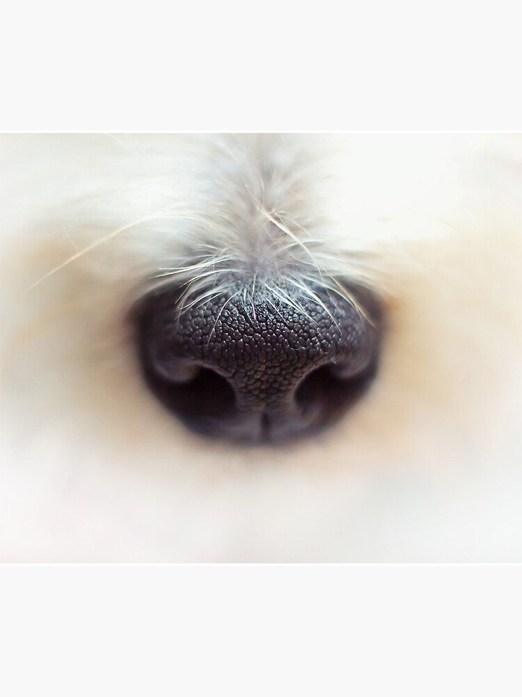 "Who Nose?" Poster by dreamchaisr | Redbubble