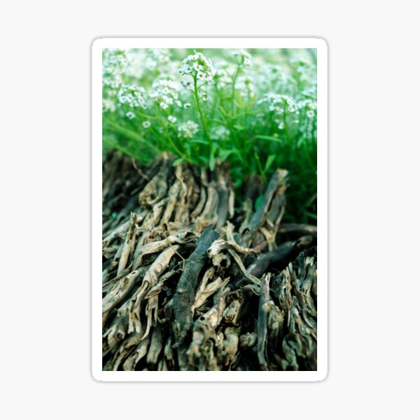 "Roots" Sticker for Sale by aeles | Redbubble