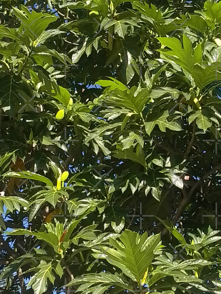 "Guam, Local, Tropical, Bread Fruit, Lemmai, FMG6966" Sticker for Sale ...