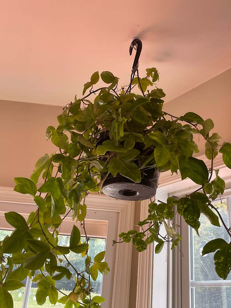 "Viny Plant " Sticker for Sale by Kaitlin340 | Redbubble