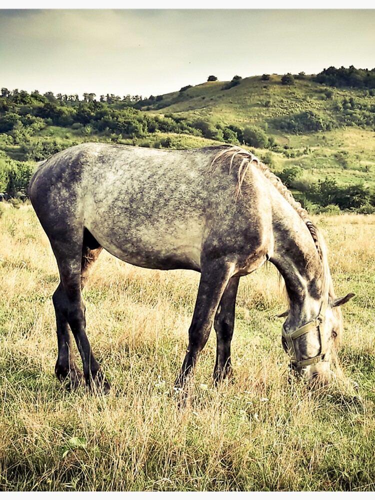 "Grey arabian pureblood horse pasture " Sticker for Sale by ...