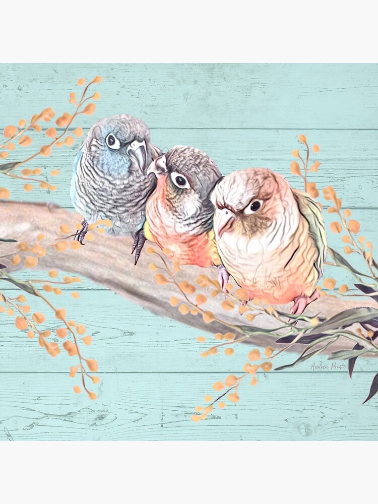"Three Little Conures all in a Row " Poster by Parrot-Magazine | Redbubble