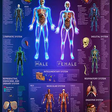 "Human Anatomy Interactive Atlas" Poster for Sale by VitTest | Redbubble