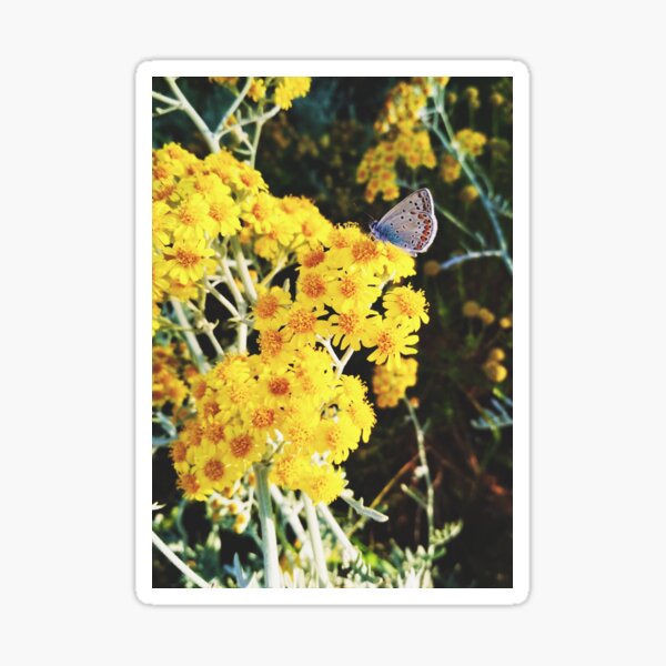 "A painted lady on small yellow flowers " Sticker for Sale by helenkaiy ...