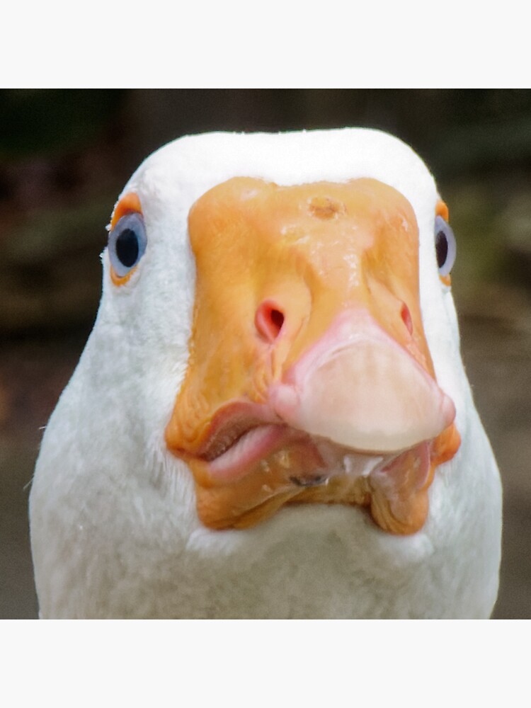 "Goofy Goose" Sticker by Kitsunebi- | Redbubble