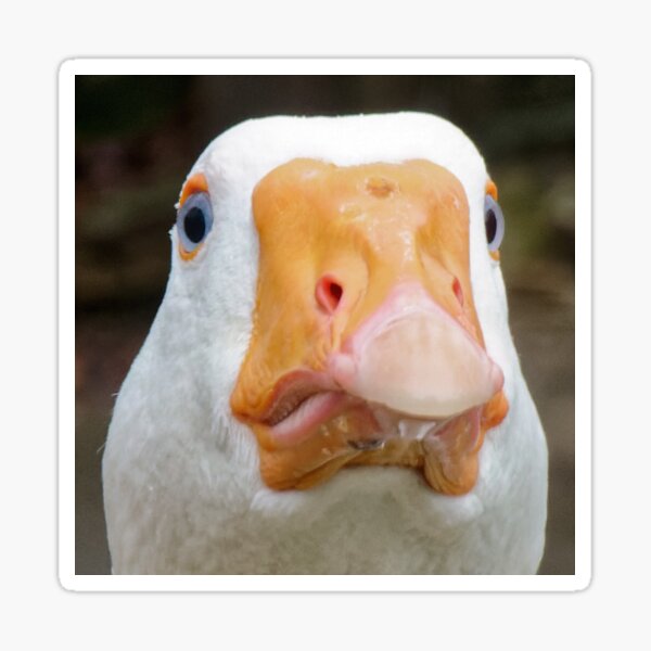 "Goofy Goose" Sticker by Kitsunebi- | Redbubble