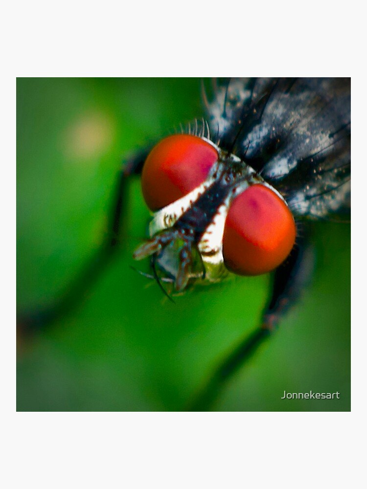 "Fly eye." Sticker for Sale by Jonnekesart | Redbubble
