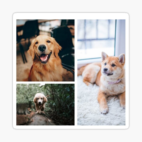 "dog animals smile" Sticker by EileenArtist | Redbubble