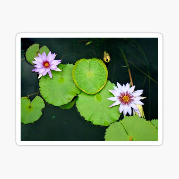 "Lily Pads & Flowers - original nature photography " Sticker for Sale ...