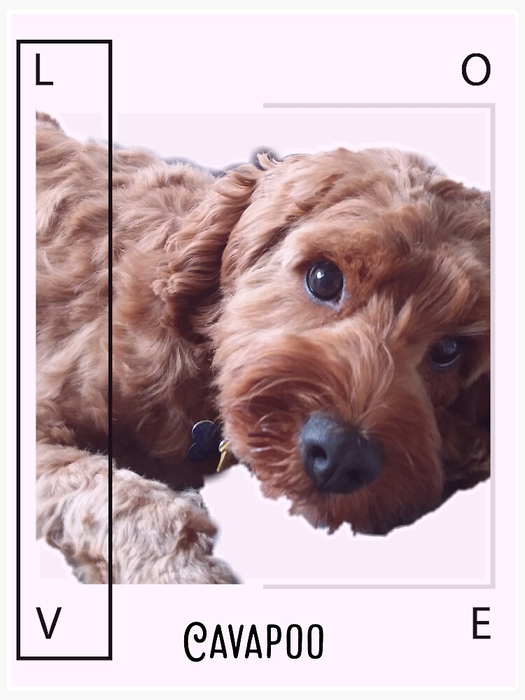 "Cavapoo Love " Sticker for Sale by Grace-N-Evies28 | Redbubble