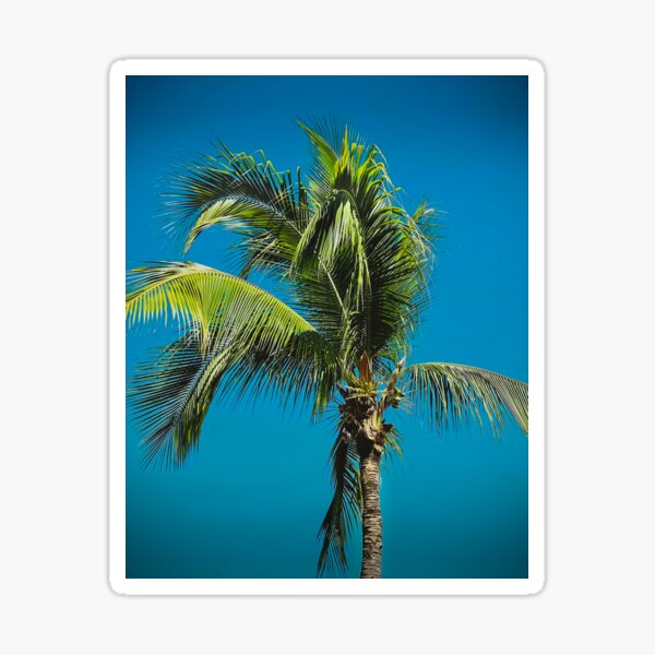 "La Palmera" Sticker for Sale by Ethan-thmpsn | Redbubble