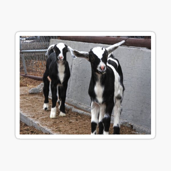 "black and white panda dairy goats" Sticker for Sale by 3bubblez ...