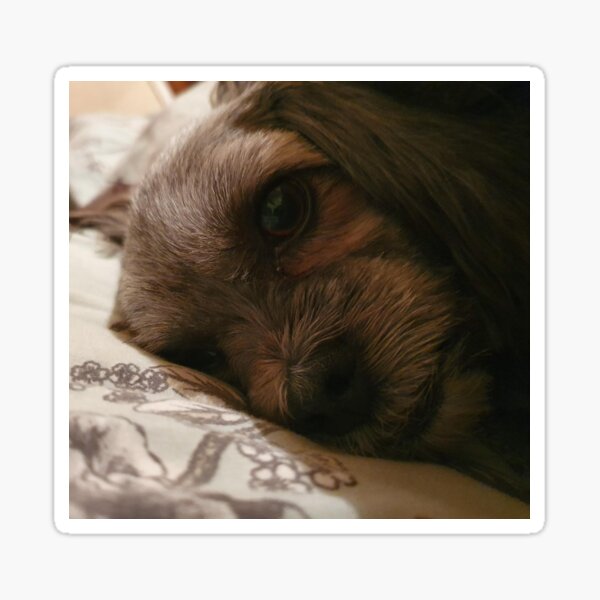 "Sleepy time" Sticker for Sale by Willowtree1963 | Redbubble