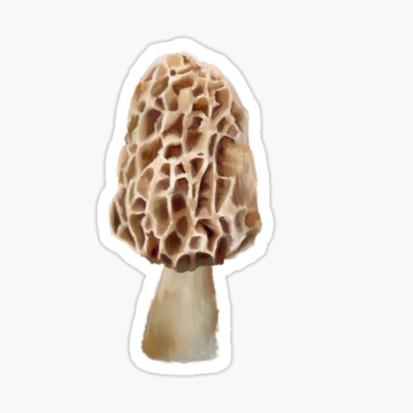 "Morel Mushroom" Sticker for Sale by olliio | Redbubble