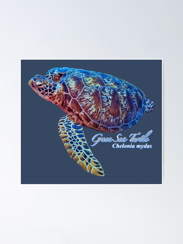 "Cute Green sea turtle" Poster for Sale by tank200bar | Redbubble