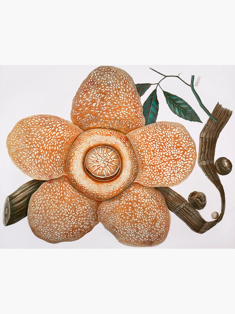"Rafflesia Arnoldii" Sticker for Sale by wildstrawberry | Redbubble