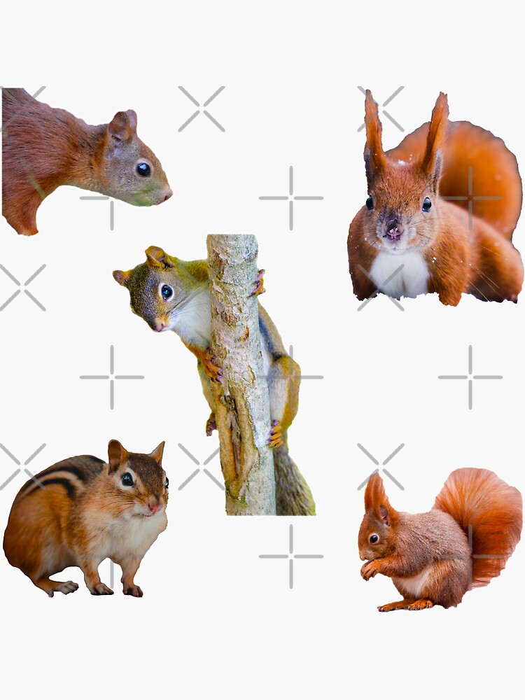 "Cute Red Squirrels Sticker Pack 5" Sticker by Mr-Dfif | Redbubble