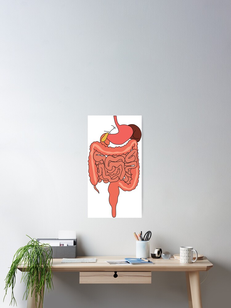 "human digestive system diagram poster | human digestive system diagram ...