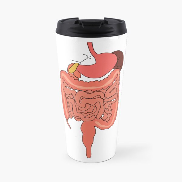 "human digestive system diagram poster | human digestive system diagram ...