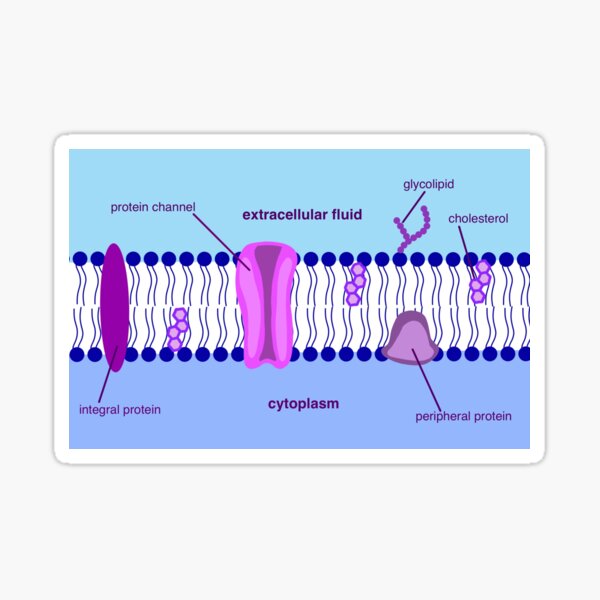 "Lipid membrane / Phospholipid bilayer" Sticker for Sale by ...