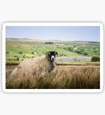 Swaledale Sheep Gifts & Merchandise | Redbubble
